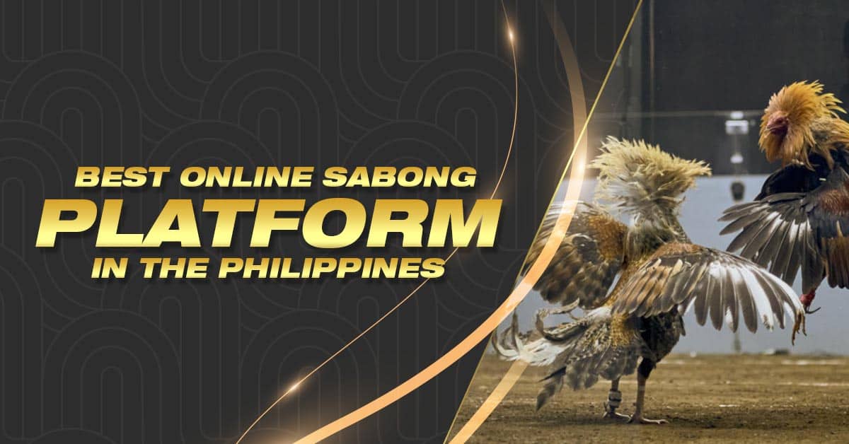Best Sabong Breeds for sabong playing | Expert Insights from Sabong ...
