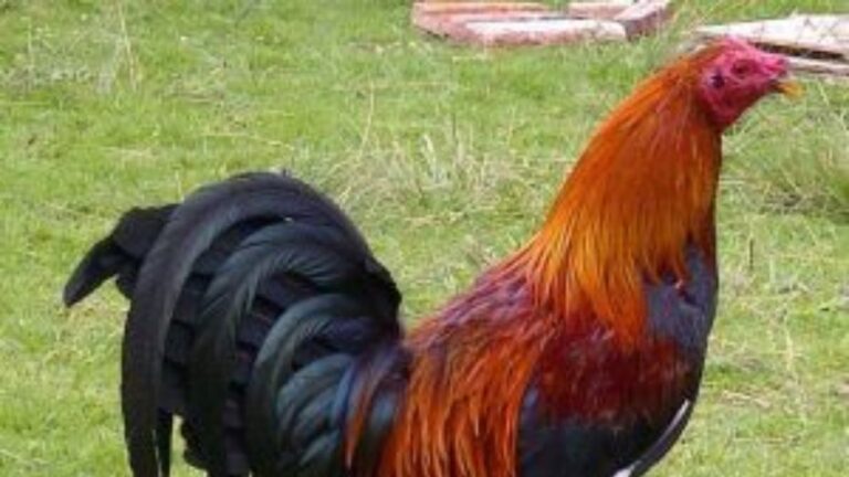 What are Spanish Gamefowls?