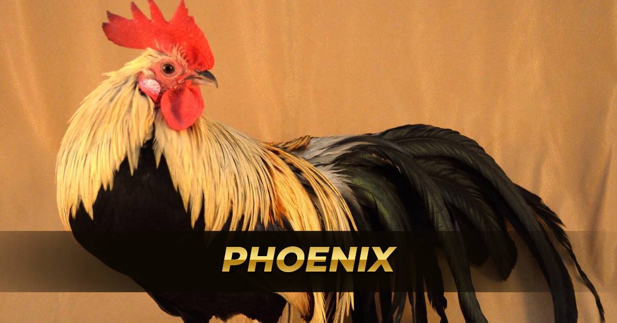 Phoenix Chickens | The Beautiful European Onagadori